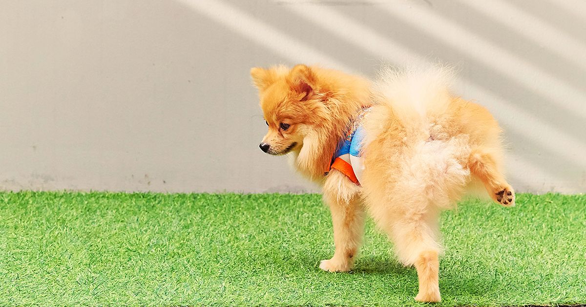 Posiciones de los perros para orinar