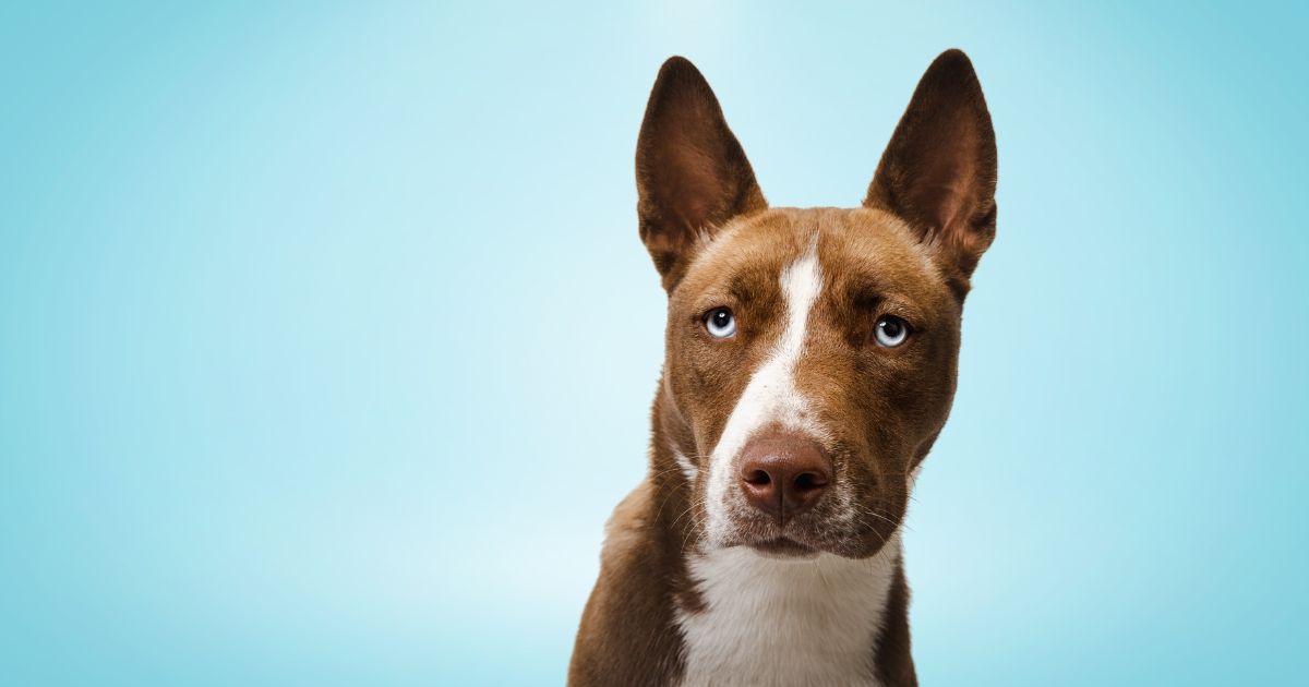 ¿Los perros juzgan a los humanos por sus habilidades?