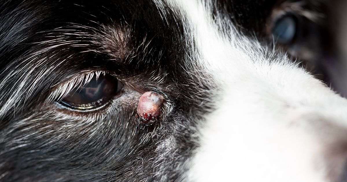 Bultos y protuberancias en perros