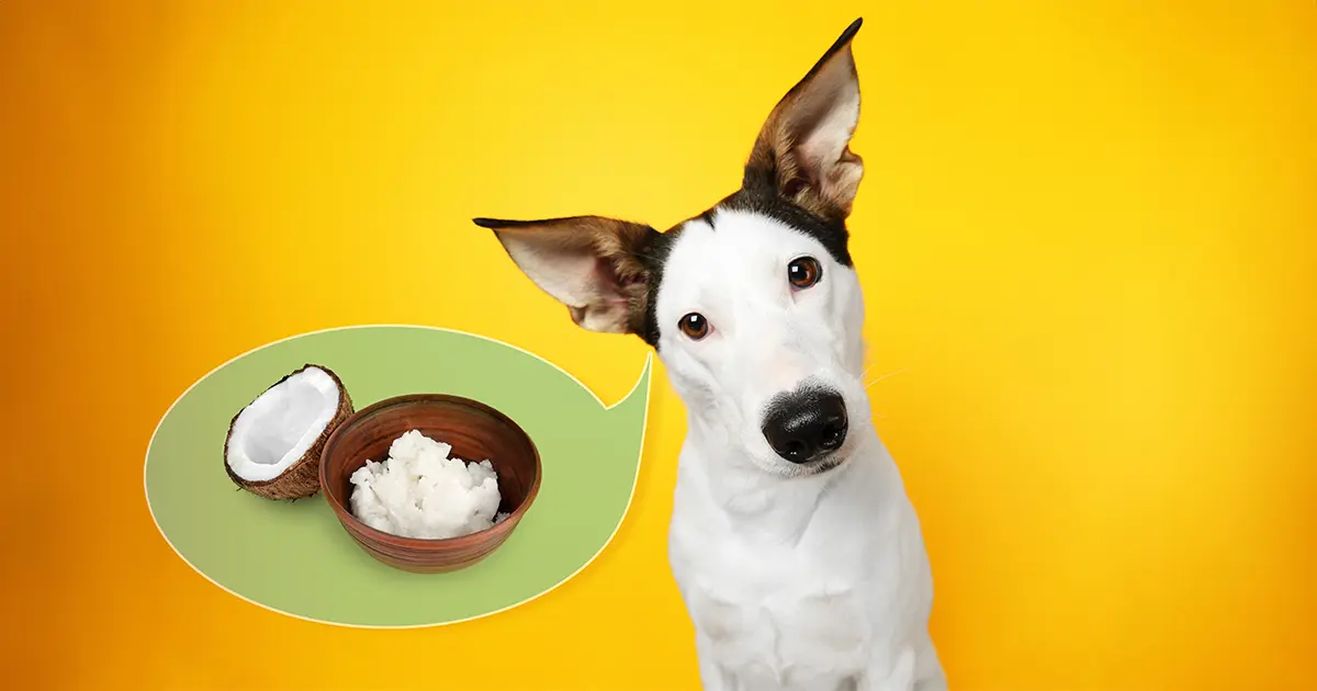Aceite de coco para perros