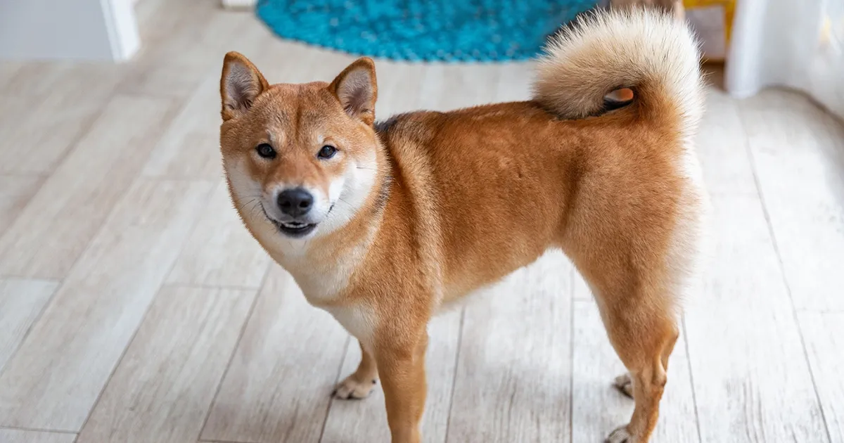 Las lesiones más comunes en la cola de las mascotas