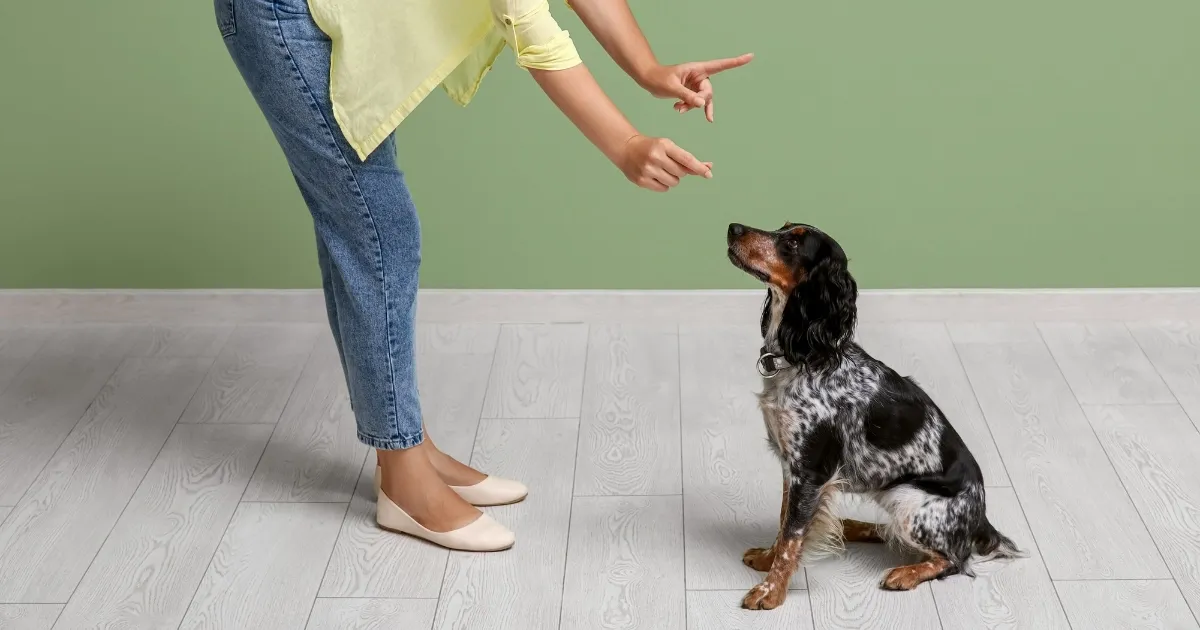 Consejos para adiestrar a tu cachorro