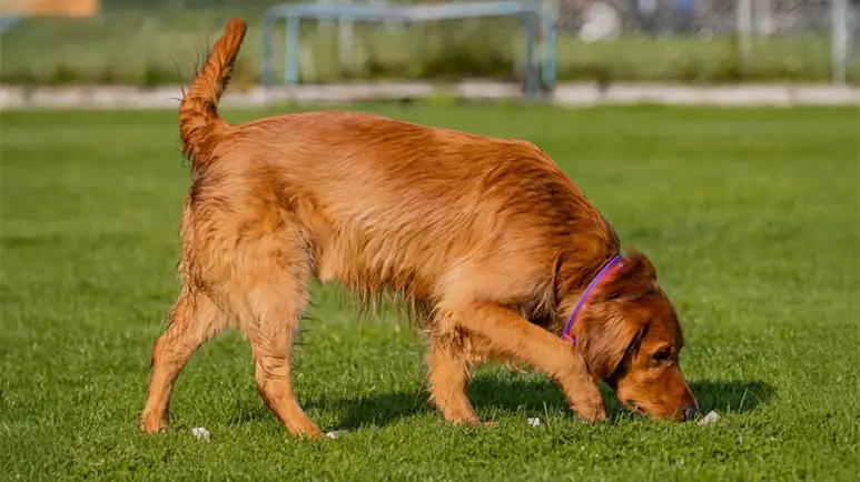 Tu perro podría estar respirando esta toxina peligrosa