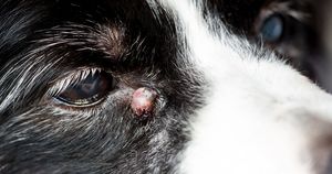 Bultos y protuberancias en perros